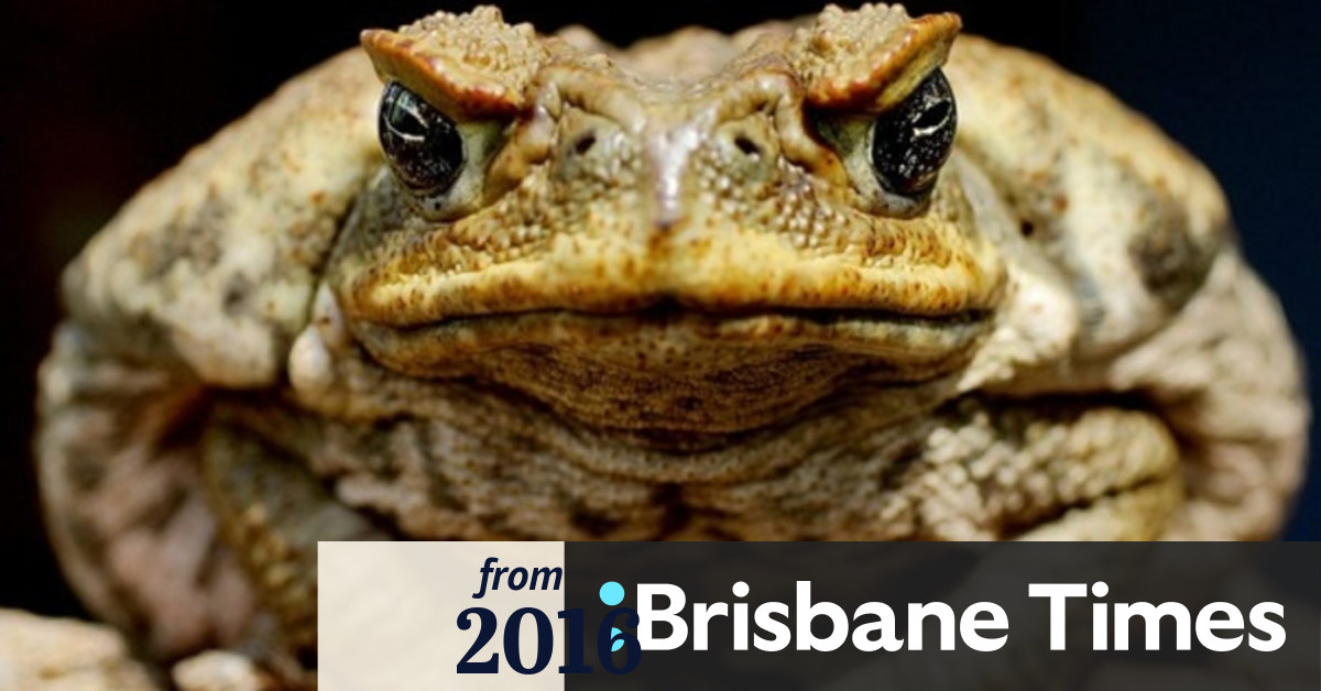 Cane Toad Toxin Used To Lure In And Trap Tadpoles